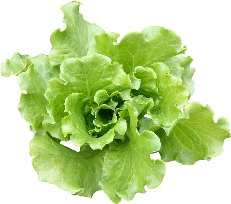 167 Italian Lettuce - Green Eagle Seeds