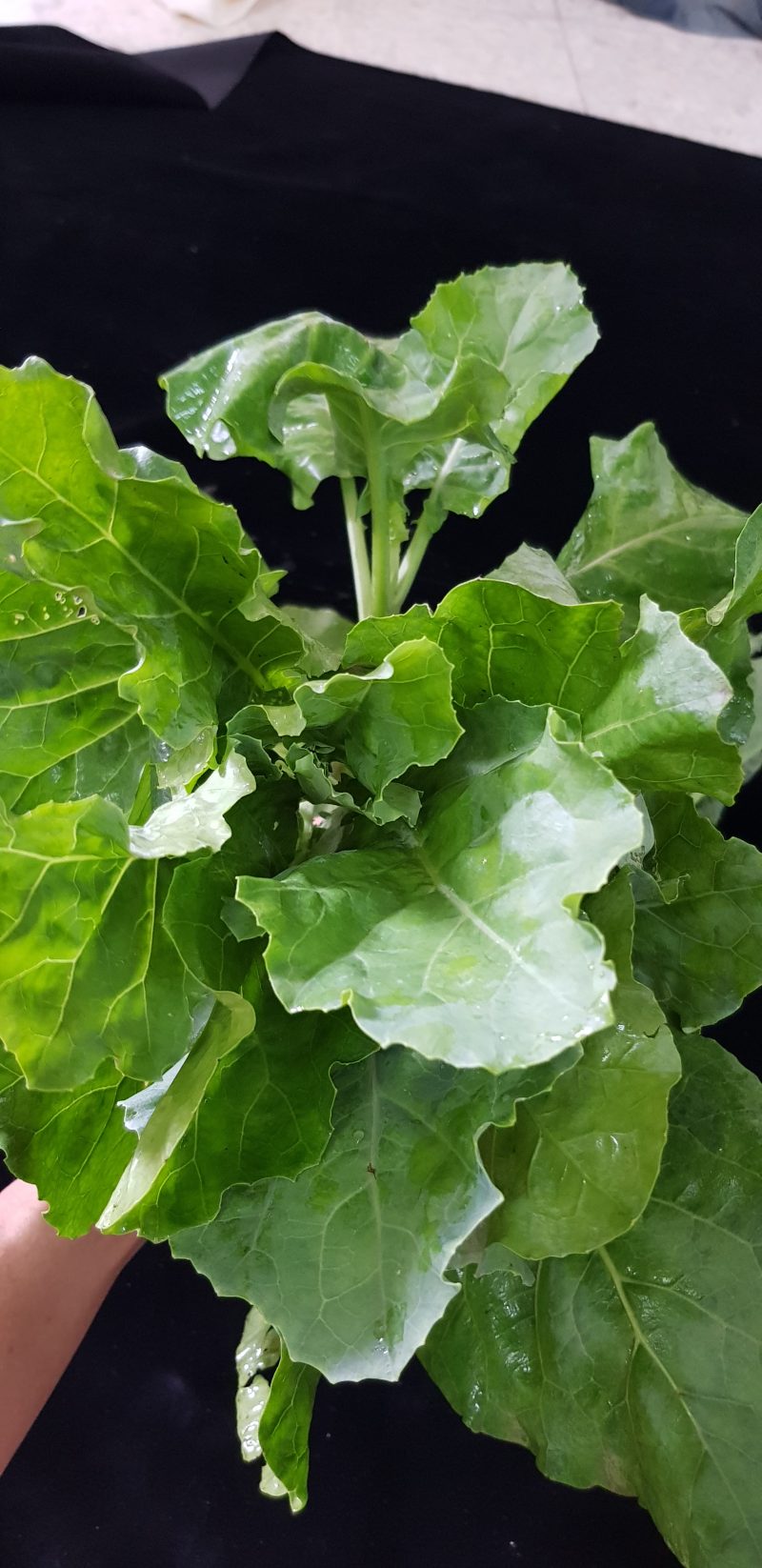 142 Type B Curly Leaf Chinese Kale - Green Eagle Seeds
