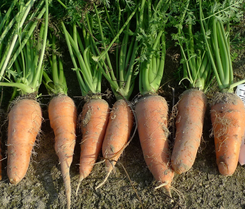 1439 Carrot Kuroda - Green Eagle Seeds