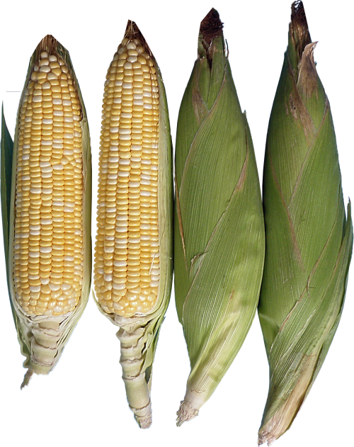 1001 F1 Hybrid Pearl Gold Sweet Corn - Green Eagle Seeds
