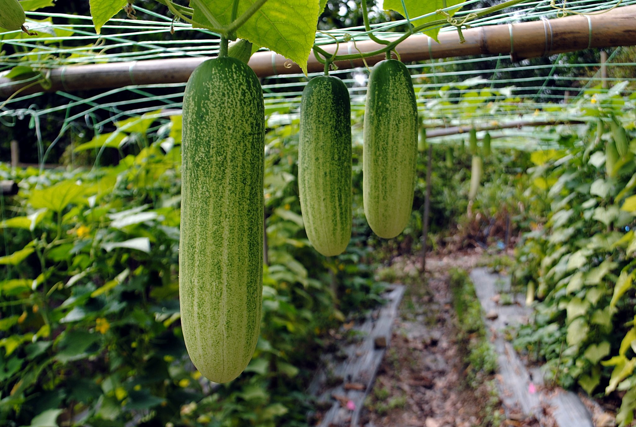 138 F1 Hybrid Mini King Cucumber - Green Eagle Seeds