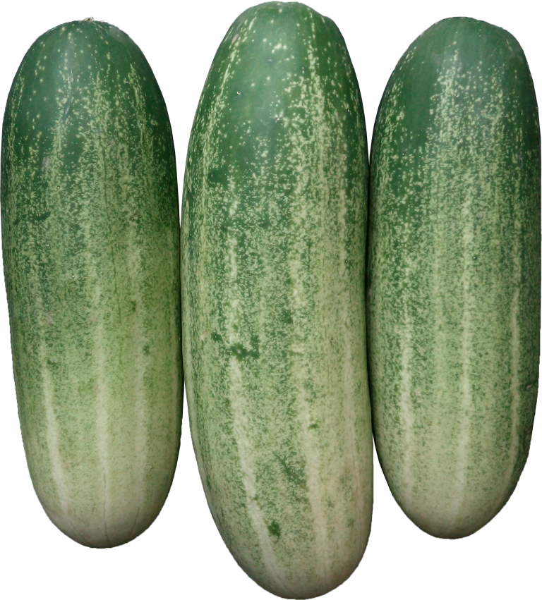 138 F1 Hybrid Mini King Cucumber - Green Eagle Seeds
