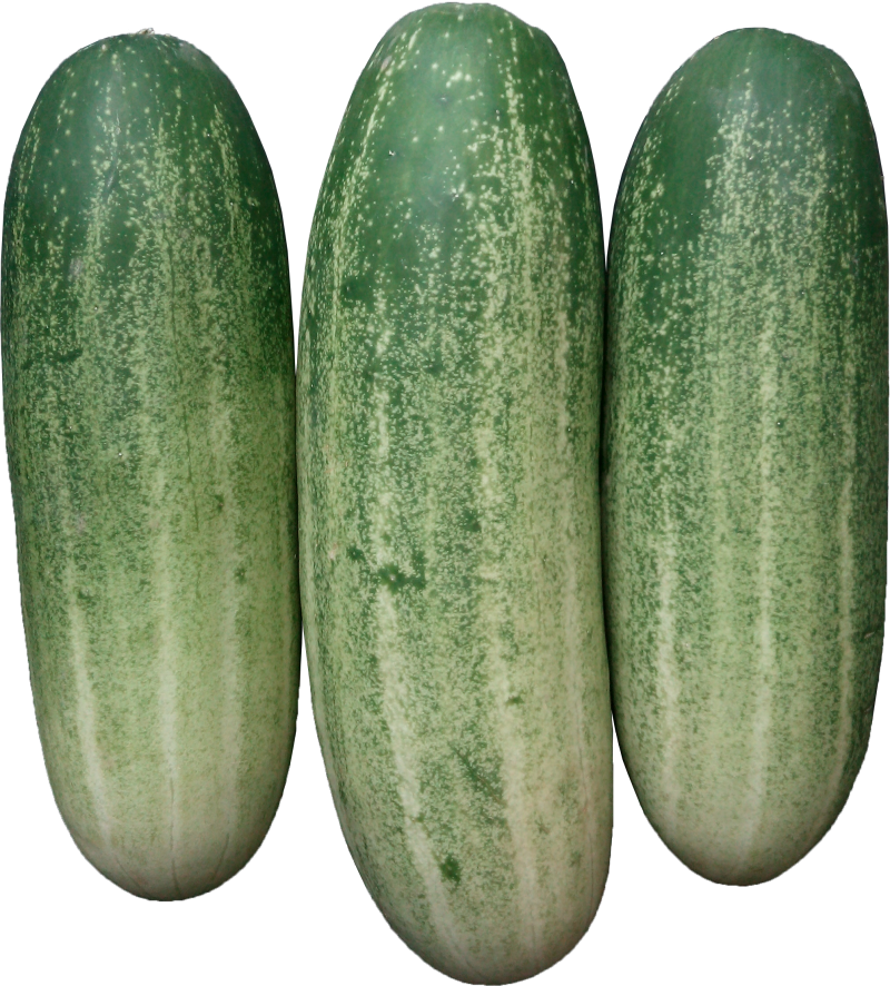 138 F1 Hybrid Mini King Cucumber - Green Eagle Seeds