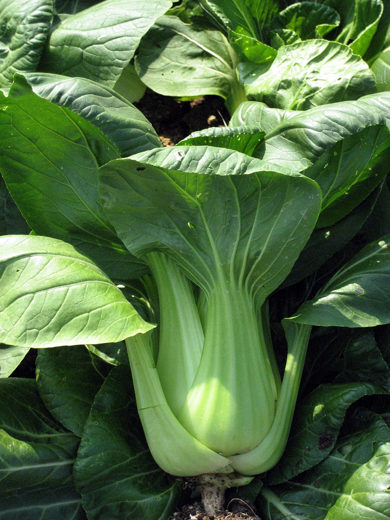 288 F1 Hybrid Shanghai Dwarf Pak Choy - Green Eagle Seeds