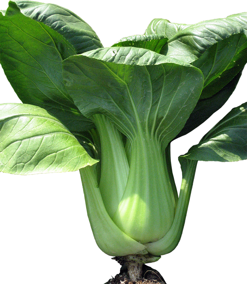 288 F1 Hybrid Shanghai Dwarf Pak Choy - Green Eagle Seeds