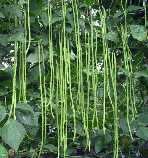 330 Oily Green Long Bean - Green Eagle Seeds
