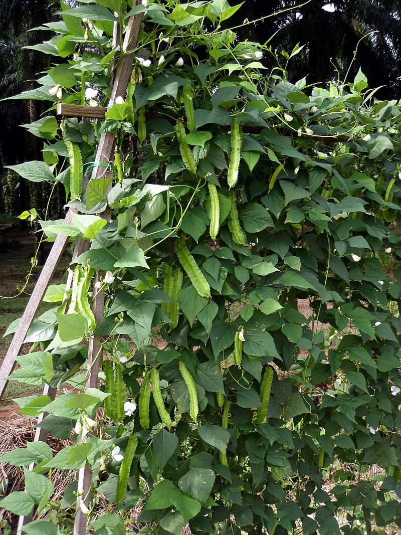 332 Oily Green Winged Bean - Green Eagle Seeds