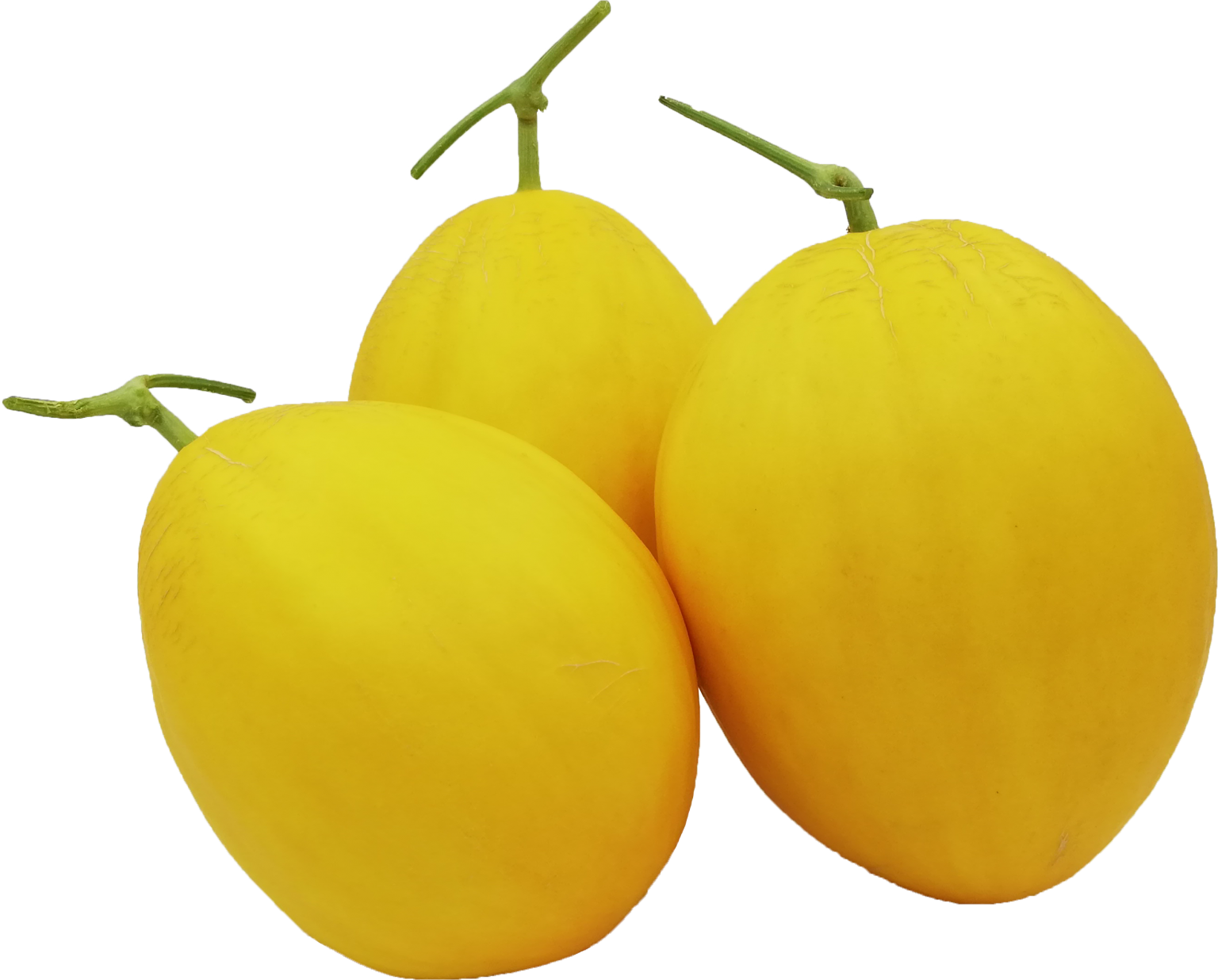 382 F1 Hybrid Rock Melon Moon Light - Green Eagle Seeds