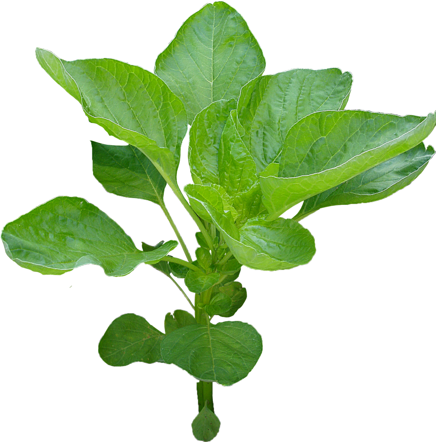 801 Local Green Rounded Leaf Amaranth - Green Eagle Seeds