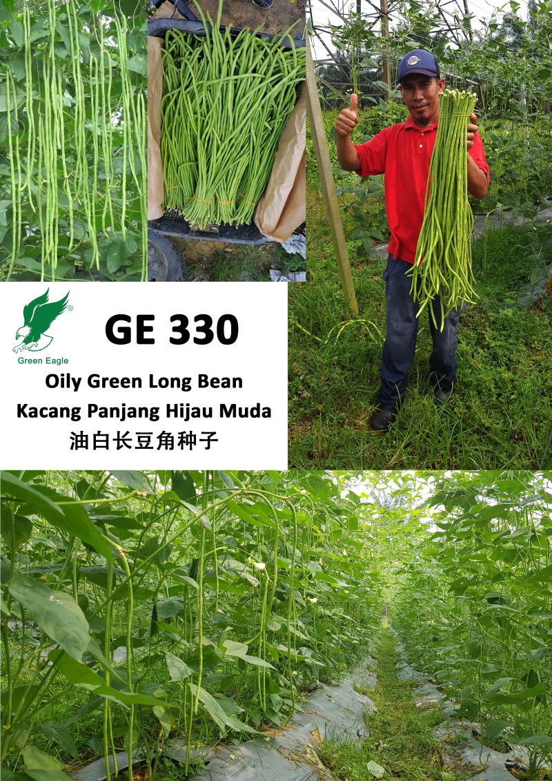 330 Oily Green Long Bean - Green Eagle Seeds