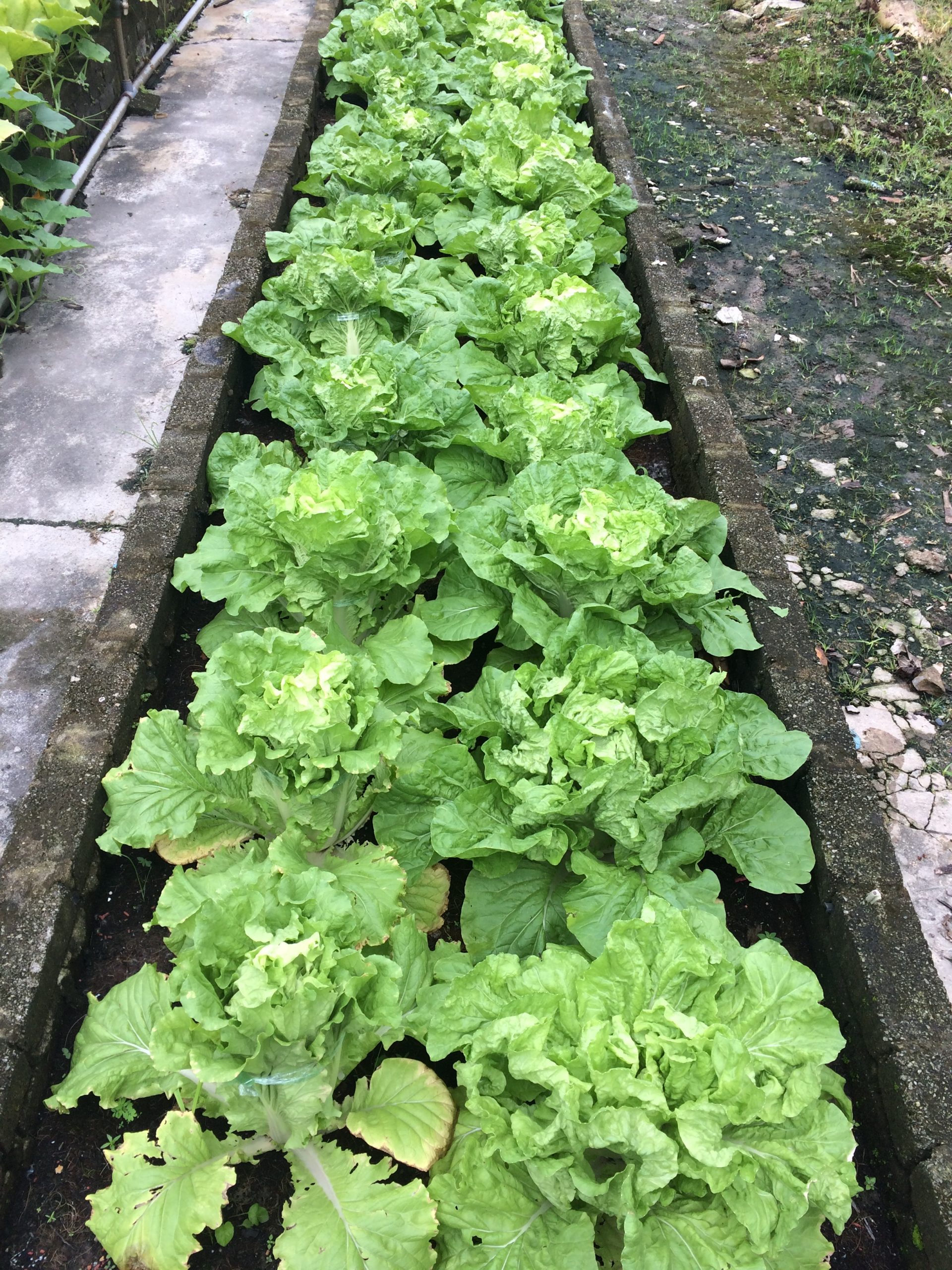 206 F1 Chinese Cabbage Super Cross - Green Eagle Seeds