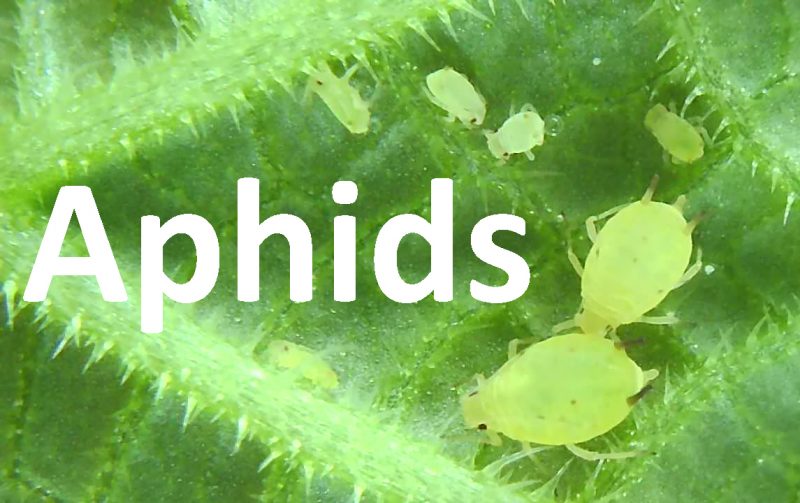 GE Bio King [1L/250ml/100ml] - Green Eagle Seeds