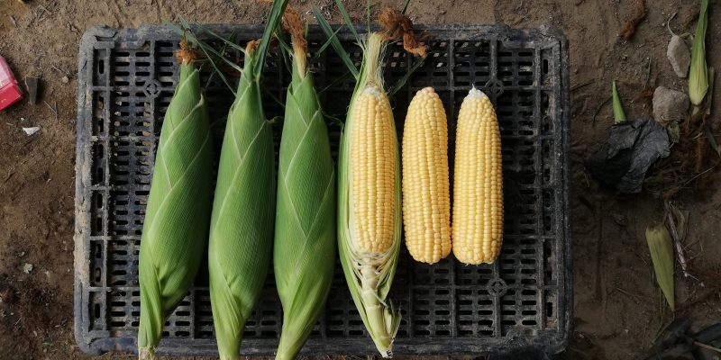 1603 F1 Hybrid Sweet Corn Tropical King - Green Eagle Seeds