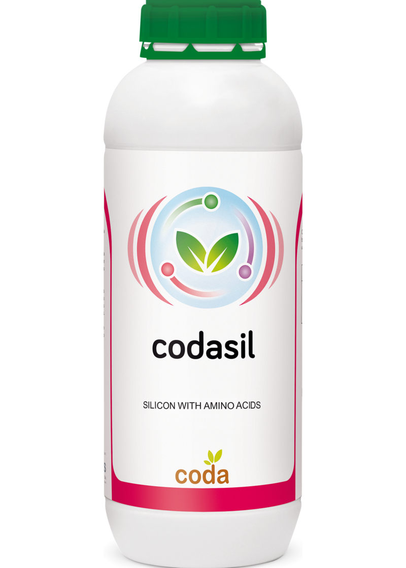 codasil [1L] - Green Eagle Seeds