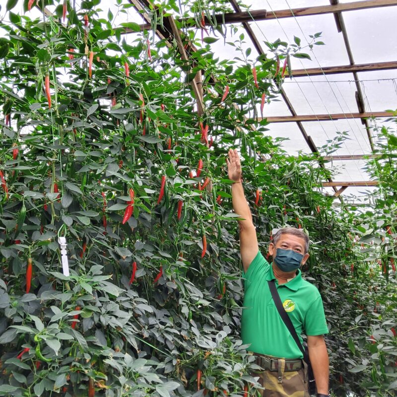 Rahsia Tempoh Menuai Cili yang Panjang – Kalsium dan Boron Berperanan ...