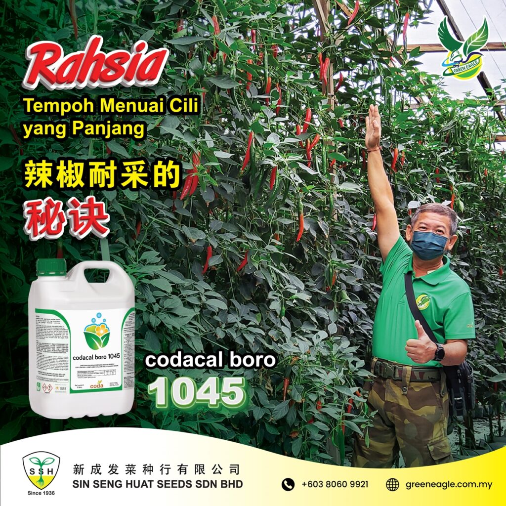 Rahsia Tempoh Menuai Cili yang Panjang – Kalsium dan Boron Berperanan ...