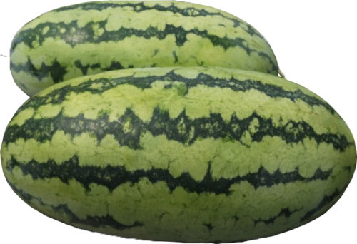 343 F1 Hybrid Watermelon Tiger Red (Oblong) - Green Eagle Seeds