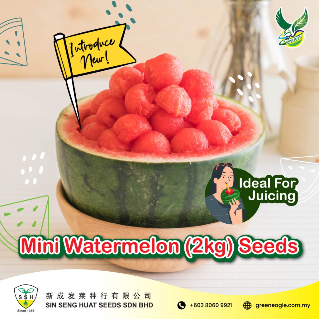 Mini Watermelon Seeds Distributor Malaysia - Green Eagle Seeds