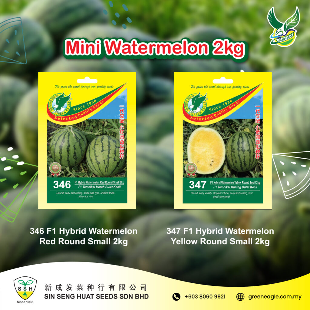 Mini Watermelon Seeds Distributor Malaysia - Green Eagle Seeds