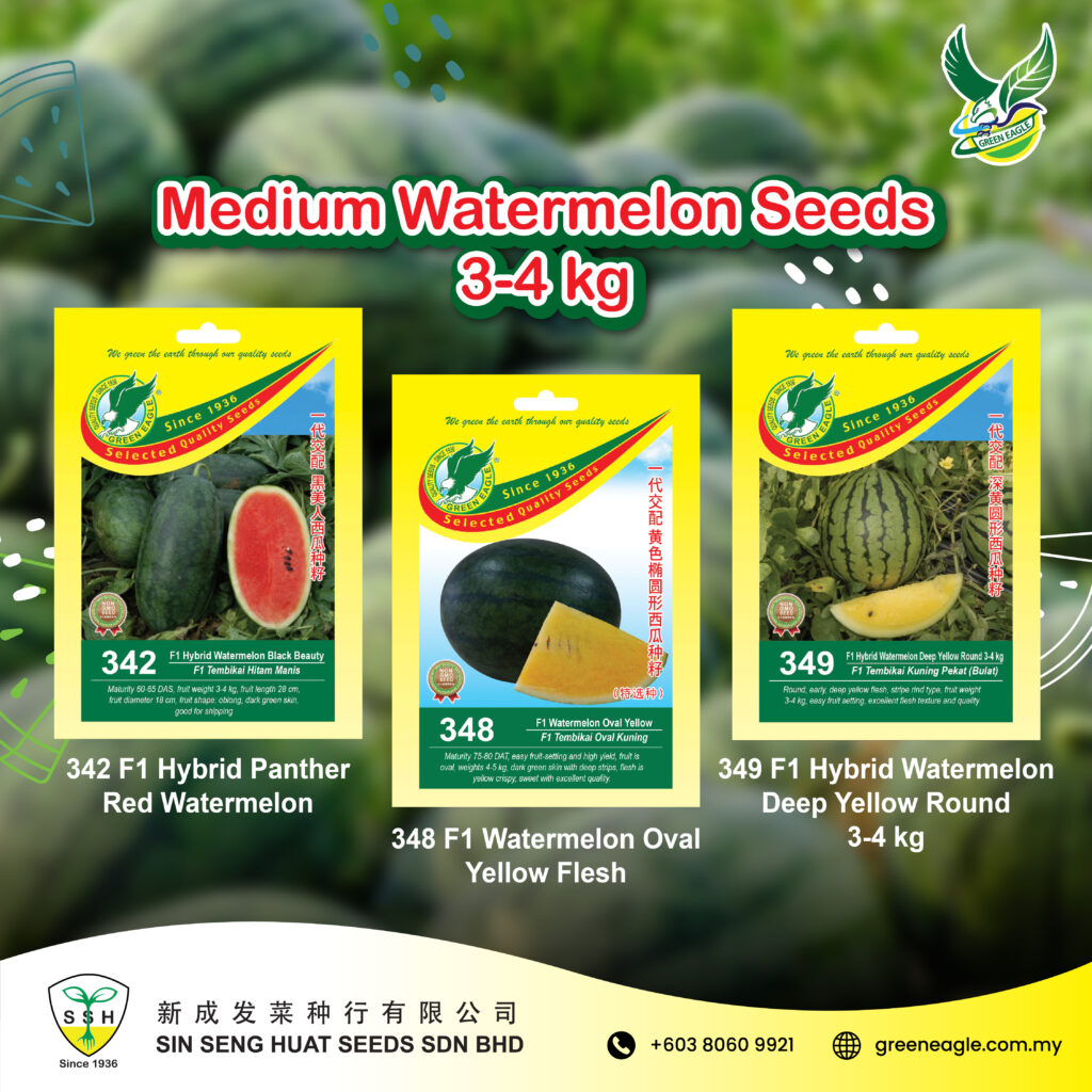 Mini Watermelon Seeds Distributor Malaysia - Green Eagle Seeds