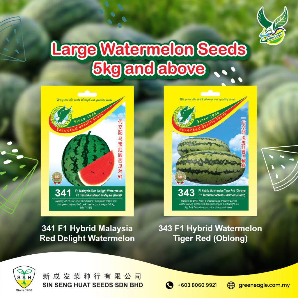 Mini Watermelon Seeds Distributor Malaysia - Green Eagle Seeds