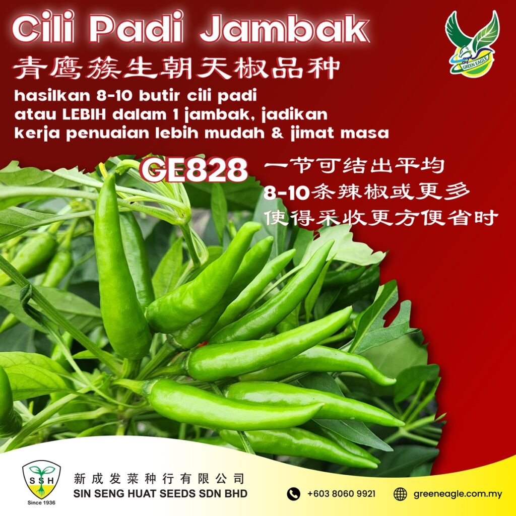 Varieti Cili Padi Jambak GE 828, Pedas Gila! 青鹰簇生朝天椒品种 GE828，香辣味浓 ...