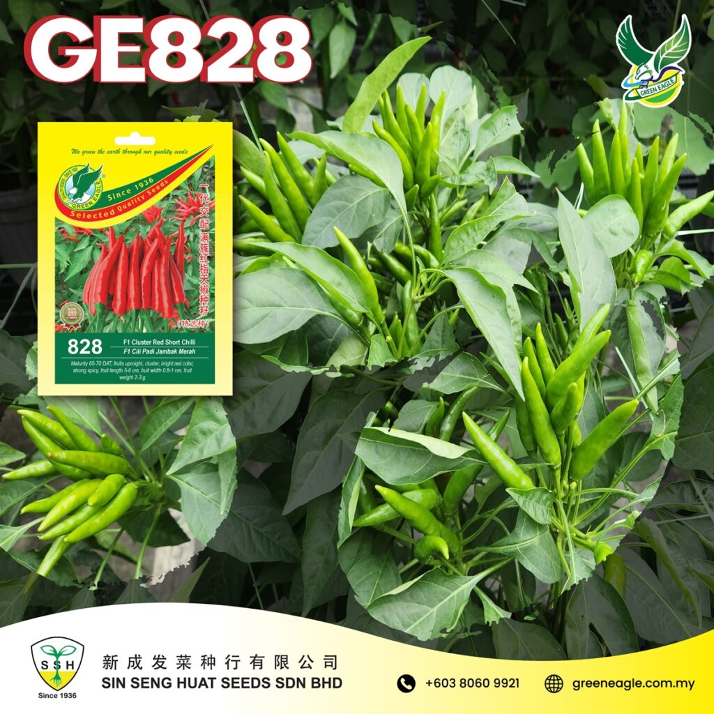 Varieti Cili Padi Jambak GE 828, Pedas Gila! 青鹰簇生朝天椒品种 GE828，香辣味浓 ...