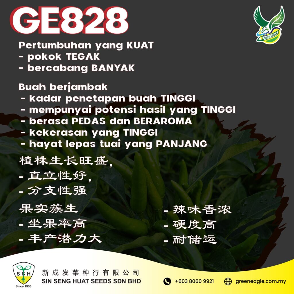 Varieti Cili Padi Jambak GE 828, Pedas Gila! 青鹰簇生朝天椒品种 GE828，香辣味浓 ...