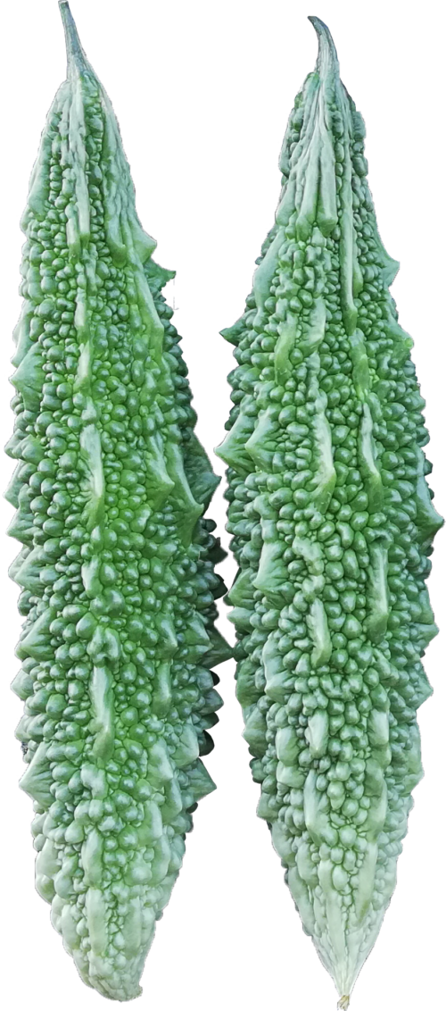 B21 F1 Hybrid Spindle Bittergourd King - Green Eagle Seeds
