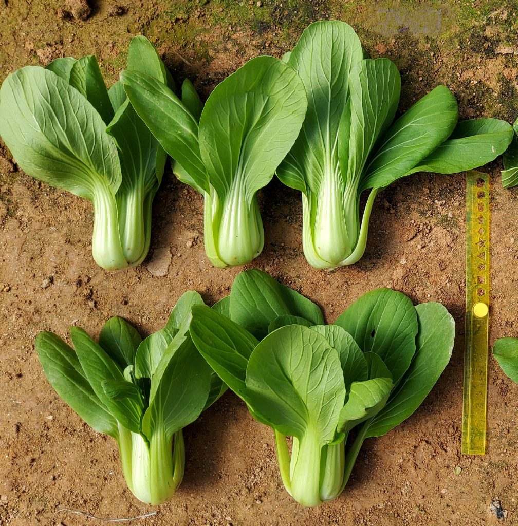 282 F1 Hybrid Ever Green Dwarf Pak Choy - Green Eagle Seeds