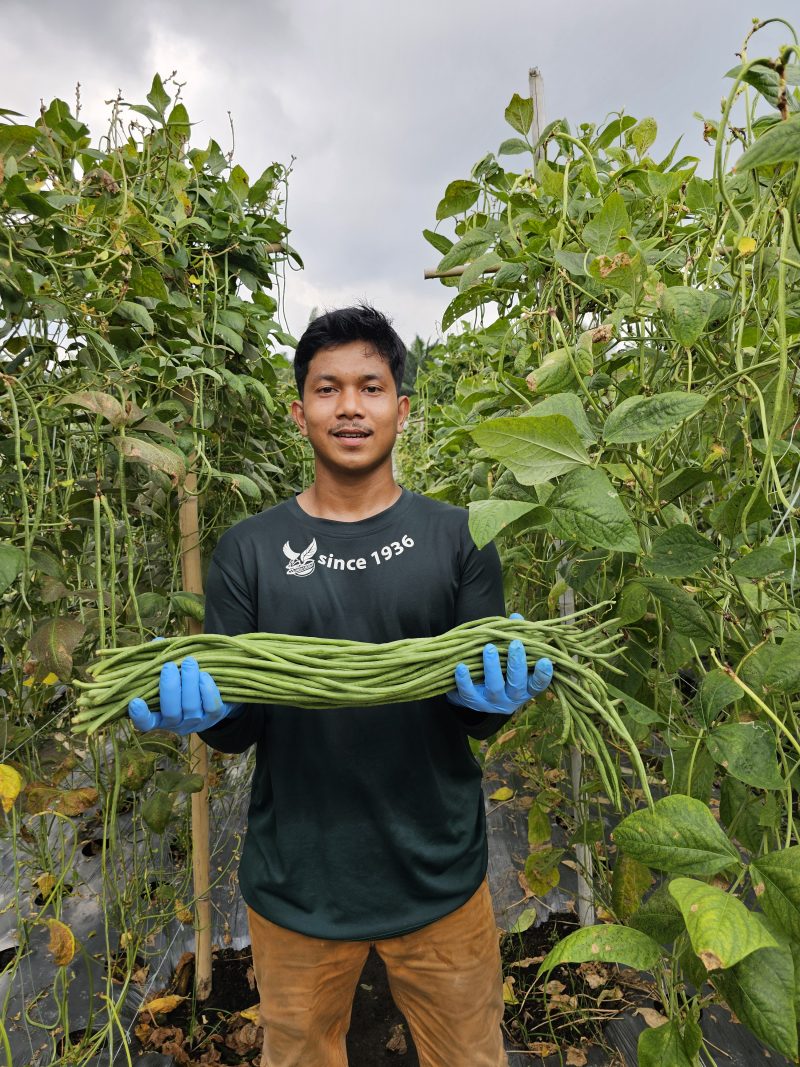 337 Green Dragon 70 Long Bean - Green Eagle Seeds